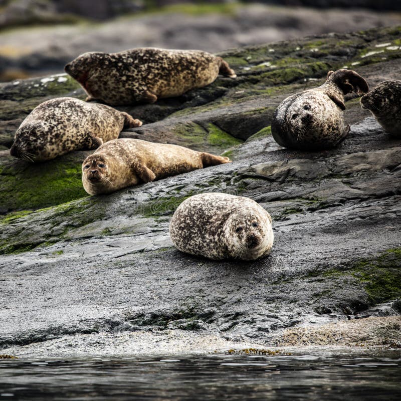 Scottish Fur Seals Resting on Coastal Stones. Stock Photo - Image of ...