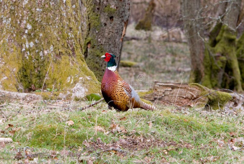 Scottish Grouse stock photo. Image of grass, trees, beak - 4824202