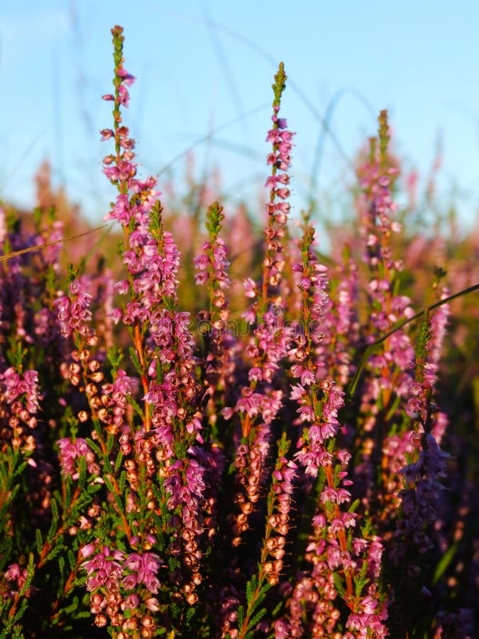 Scottish heather stock photo. Image of beautiful, green - 7652262