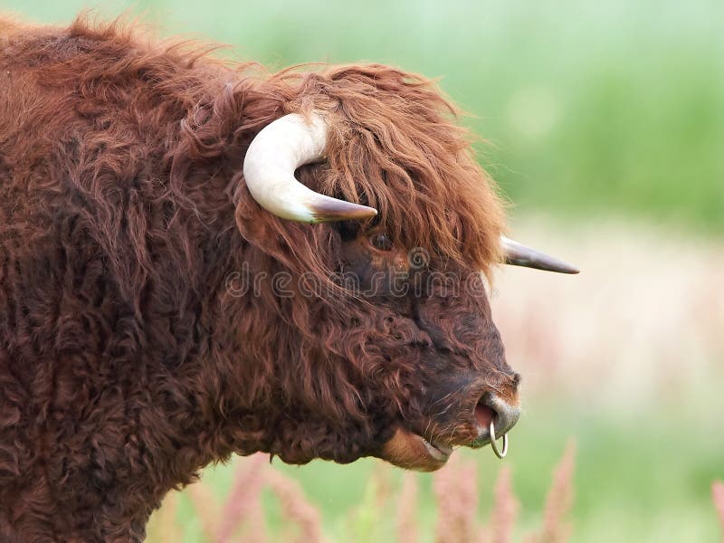 Scottish highland bull stock image. Image of brown, horns - 74996495