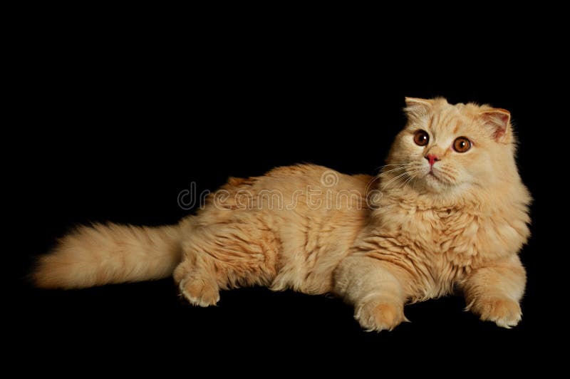 Scottish highland cat stock image. Image of animal, purebred - 21360975