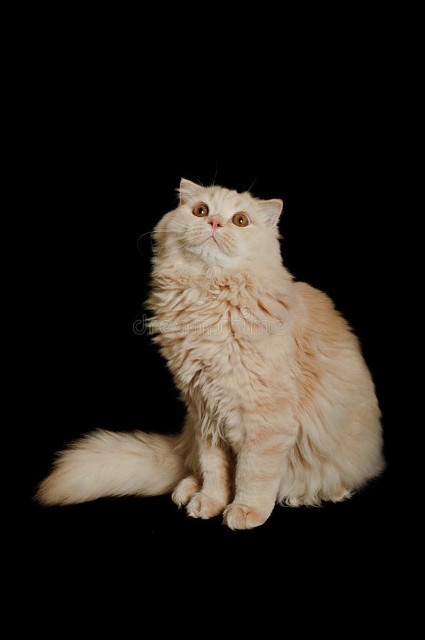 Scottish highland cat stock photo. Image of front, nature - 29851248