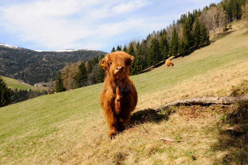 Scottish Highland Cattle on the Pasture Stock Photo - Image of animal ...
