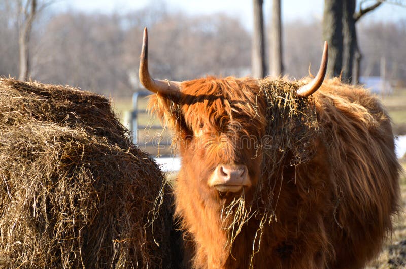 Scottish Highland Cattle Showing Front View with Hay Mound in ...