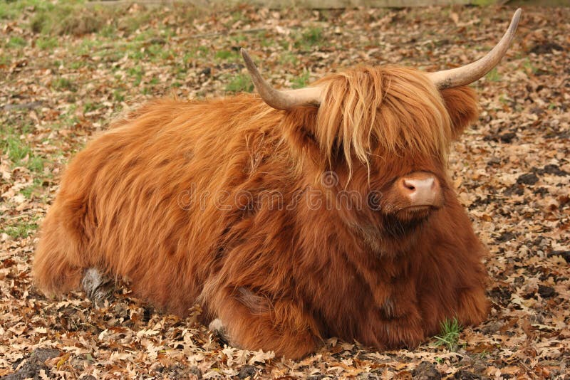 Scottish Highland cow stock photo. Image of horns, milk - 3773898