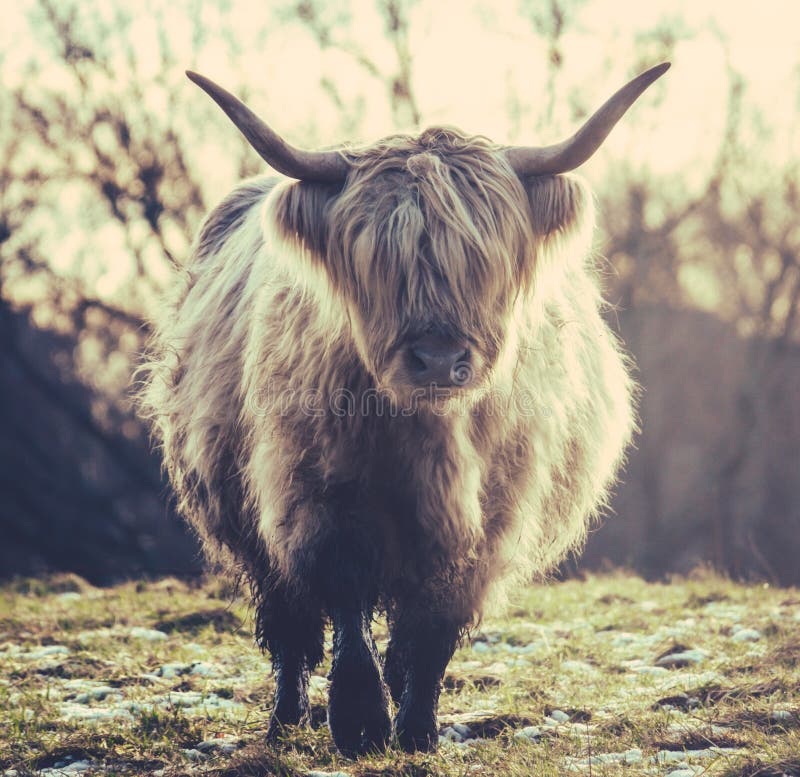 Scottish Highland Cattle Lying in the Pen. Back View of Big Brown Hairy ...