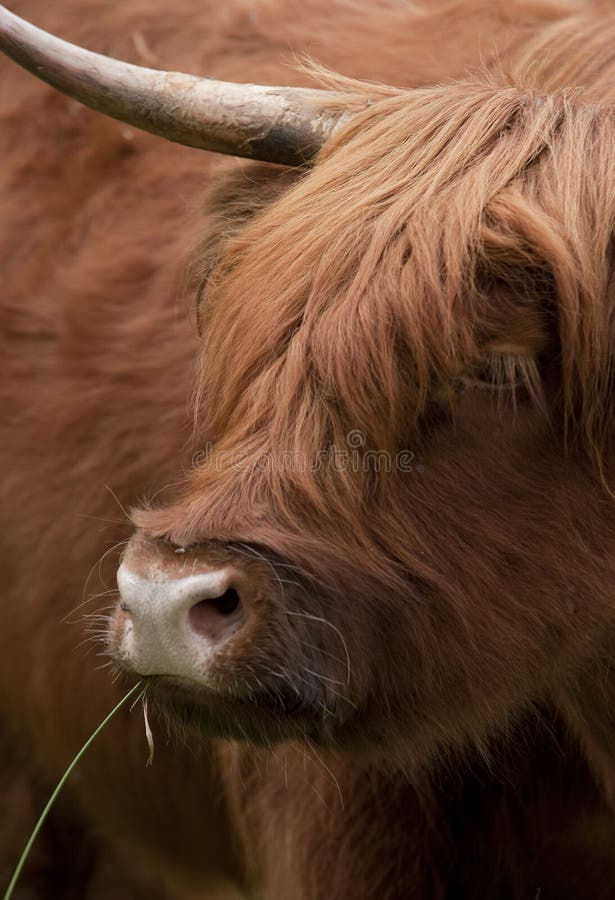 Scottish Highlander stock photo. Image of horns, male - 15671294