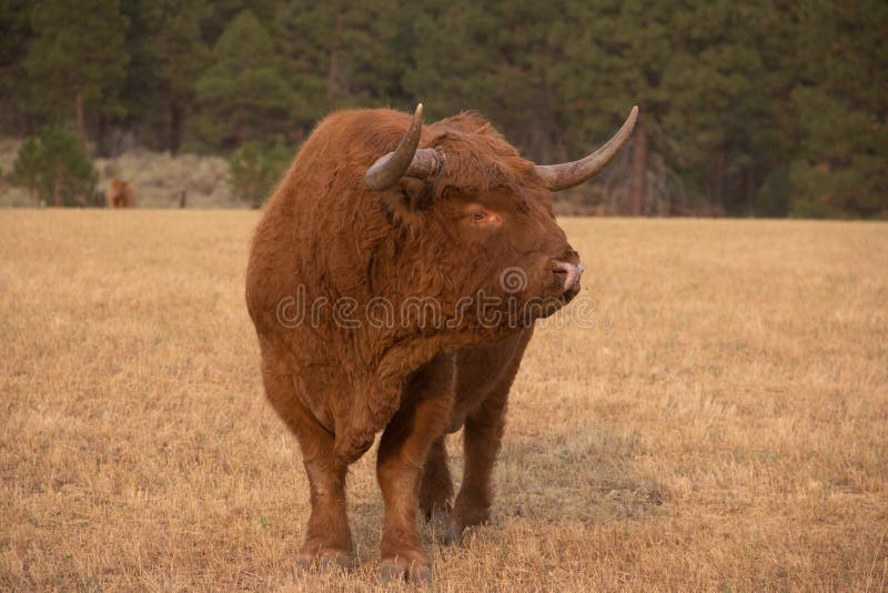 Scottish Highlander Bull Standing in a Field. Stock Photo - Image of ...