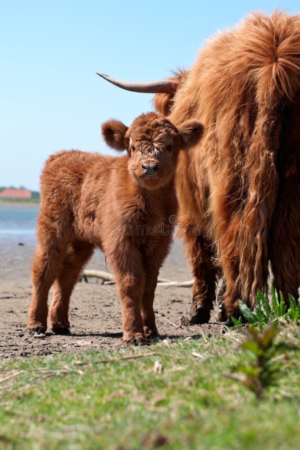 Scottish Highlander with Calf Stock Photo - Image of calf, baby: 19467230