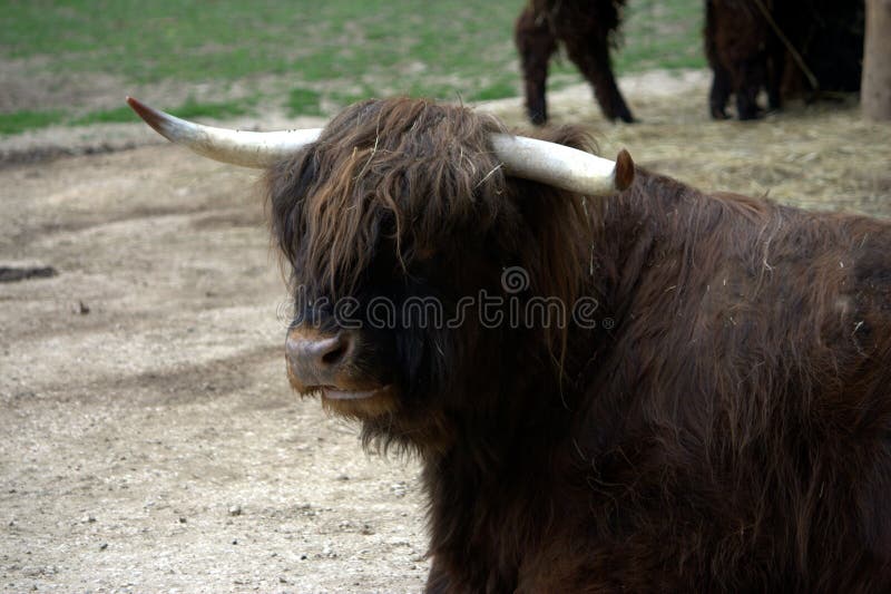Bangs Cattle Stock Photos - Free & Royalty-Free Stock Photos from ...