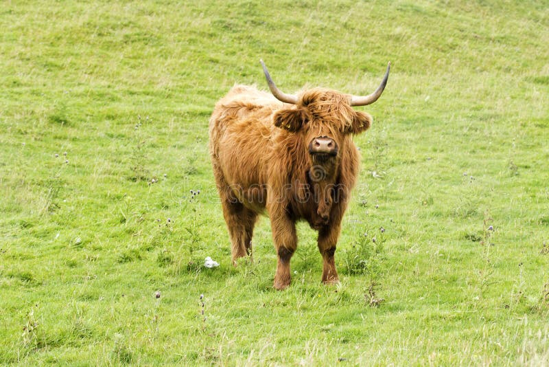 Scottish Highlander on the Grass Stock Image - Image of pleassant ...