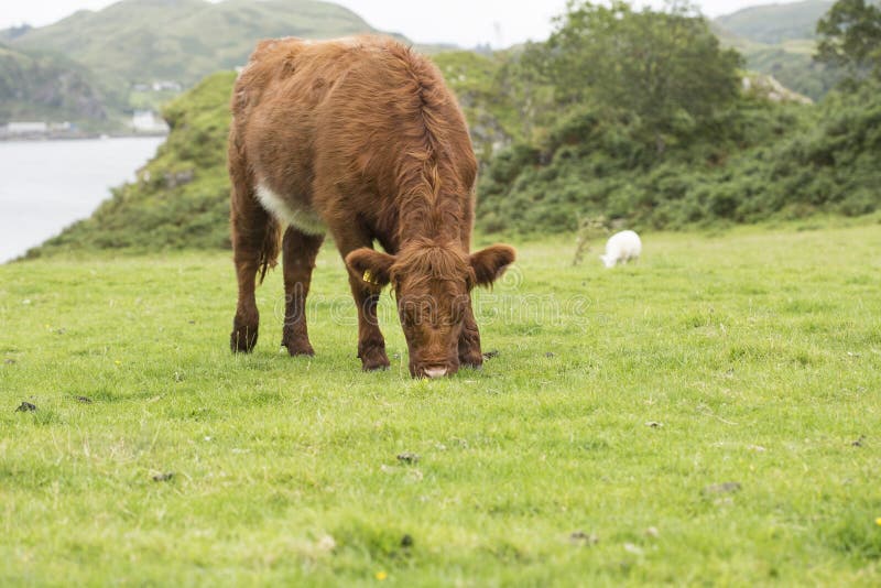 Scottish Highlander on the Grass Stock Image - Image of native, grass ...