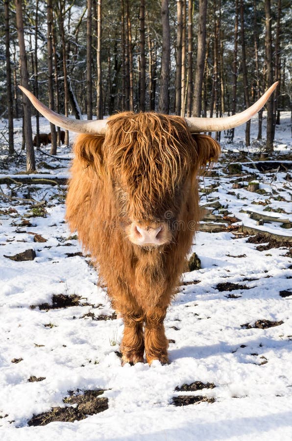 Scottish highlander ox stock image. Image of fauna, animals - 34481169