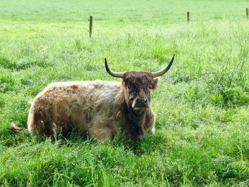 A Scottish Highlander stock photo. Image of farm, grass - 219183394