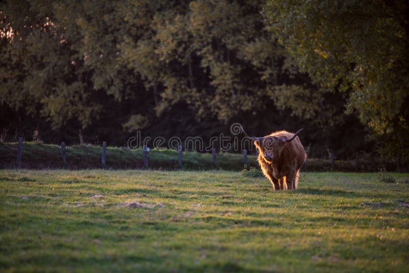 An Scottish Highlander stock image. Image of face, field - 134258545