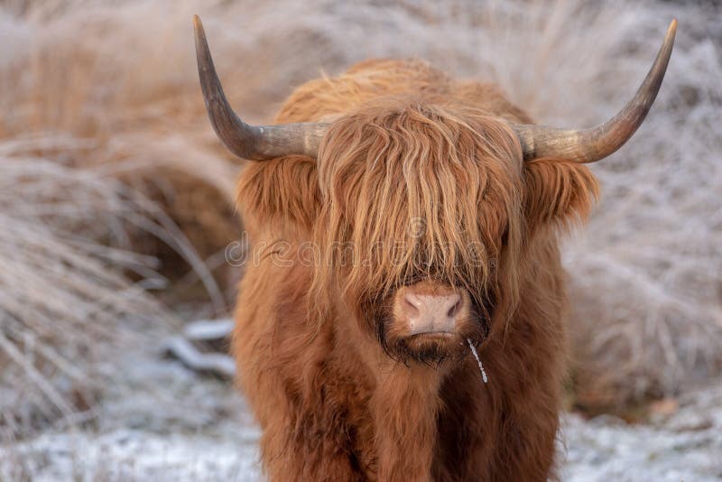 A Scottish Highlander in a Wintry Landscape Stock Photo - Image of ...