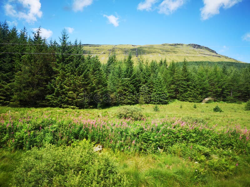 Scottish Highlands stock photo. Image of heather, scottish - 129222234