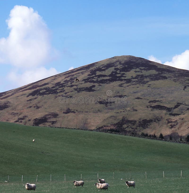 Scottish Highlands stock photo. Image of highlands, english - 66865998