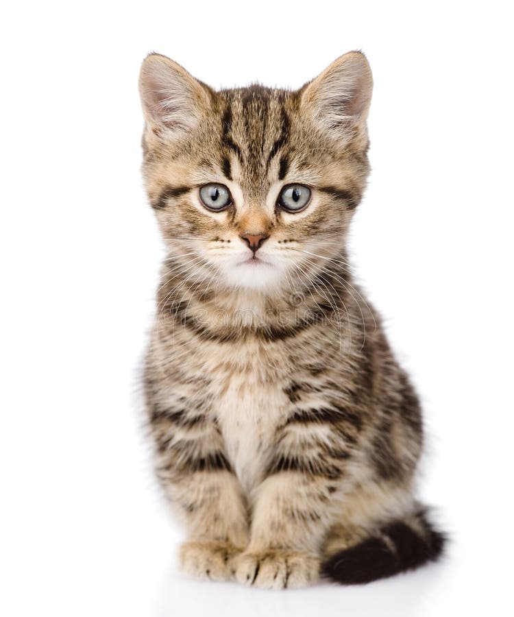 Kitty and butterfly stock photo. Image of kitten, white - 19209818