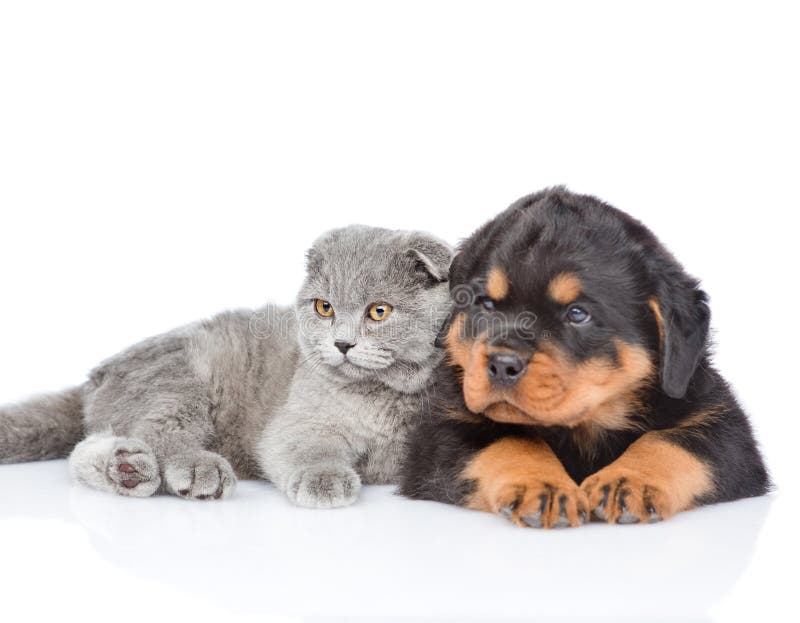 Scottish Kitten and Rottweiler Puppy Lying Together. Focus on Cat Stock ...