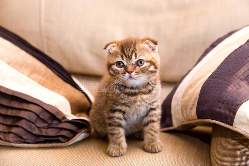 Scottish Kitten Sitting on Chair between Two Pillows Stock Photo ...