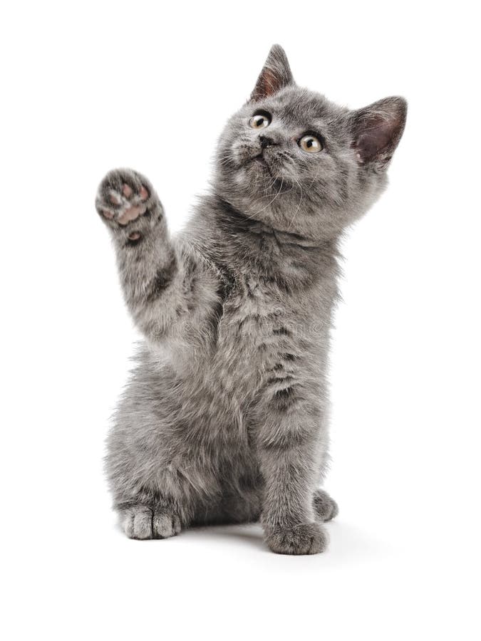 Funny Kitten Pointing Up by One Paw Isolated Stock Image - Image of ...