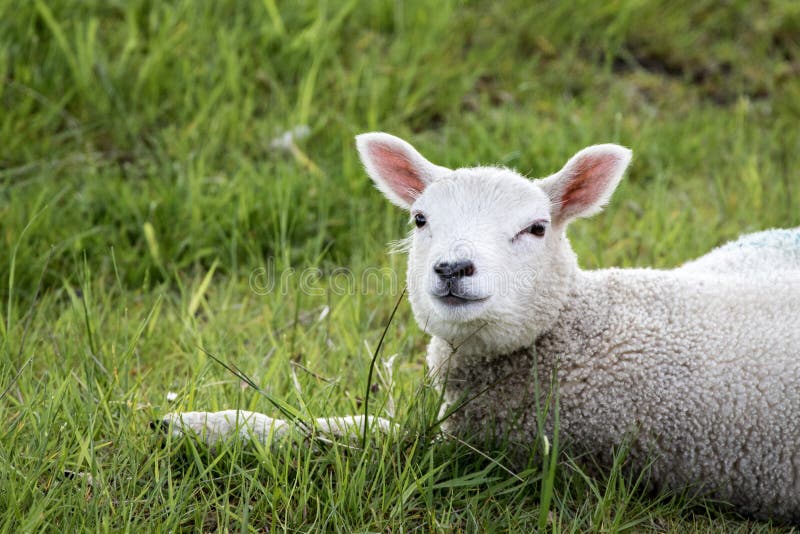 Scottish Lamb stock photo. Image of green, infant, innocent - 77354518
