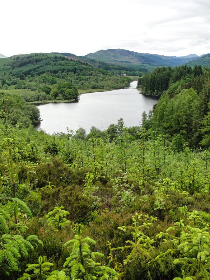 Scottish Loch in Summer Surrounded by Green Woods Stock Photo - Image ...