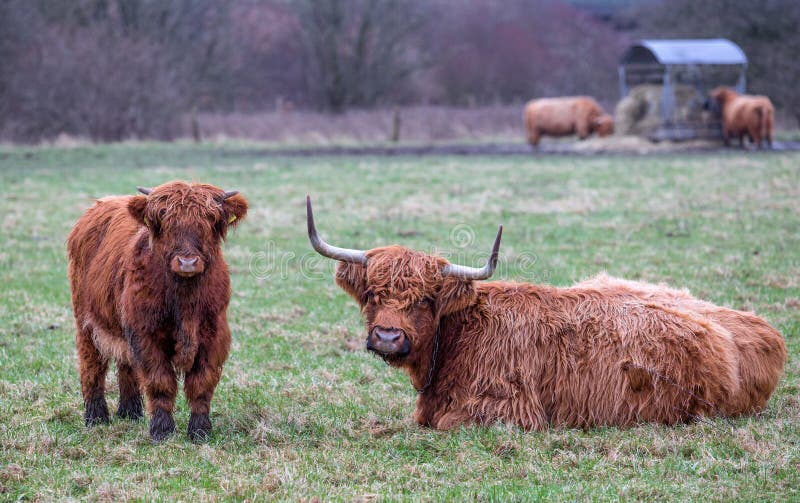 Scottish long-haired cow stock image. Image of grass - 178654205