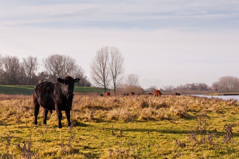 Scottish Lowland Cows in a Dutch Nature Reserve Stock Image - Image of ...