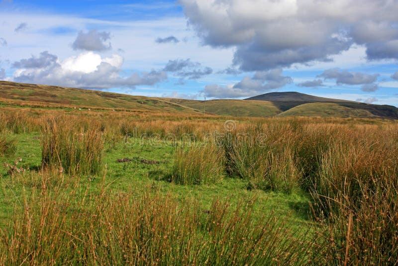 Scottish Moors on a Foggy Summer Day Stock Photo - Image of hiking ...