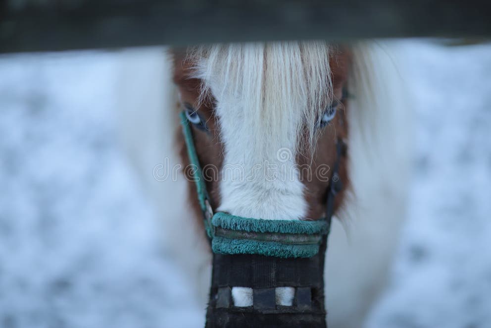 Scottish pony stock image. Image of scottish, eyes, beautiful - 137126223