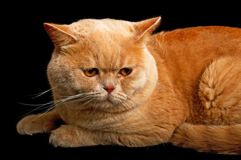 Scottish purebred cat stock image. Image of adorable - 29851423