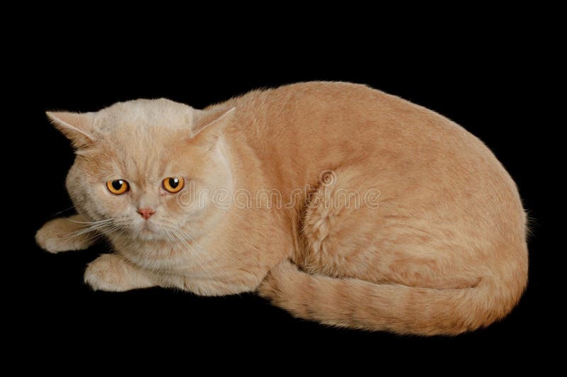 Scottish purebred cat stock image. Image of adorable - 29851423