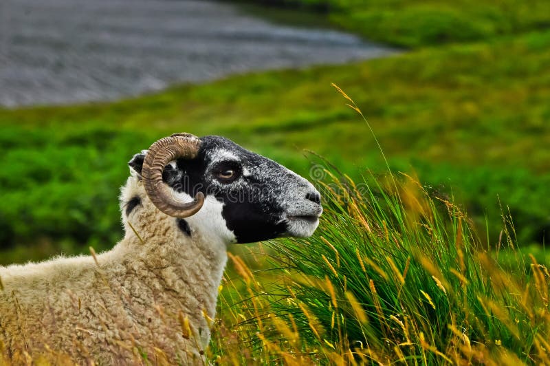 Scottish Ram stock photo. Image of ireland, hills, farm - 45590760