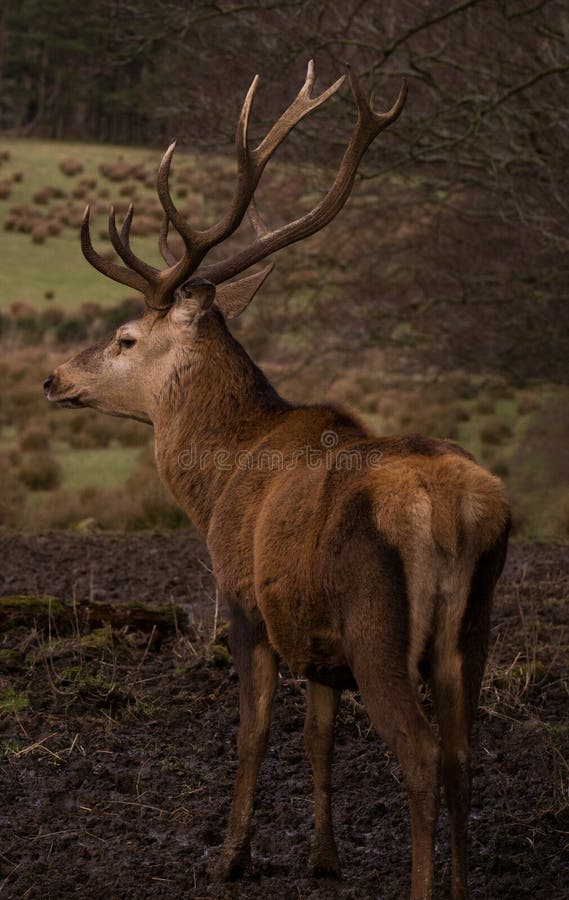 Scottish red deer stag stock photo. Image of scottish - 49477668