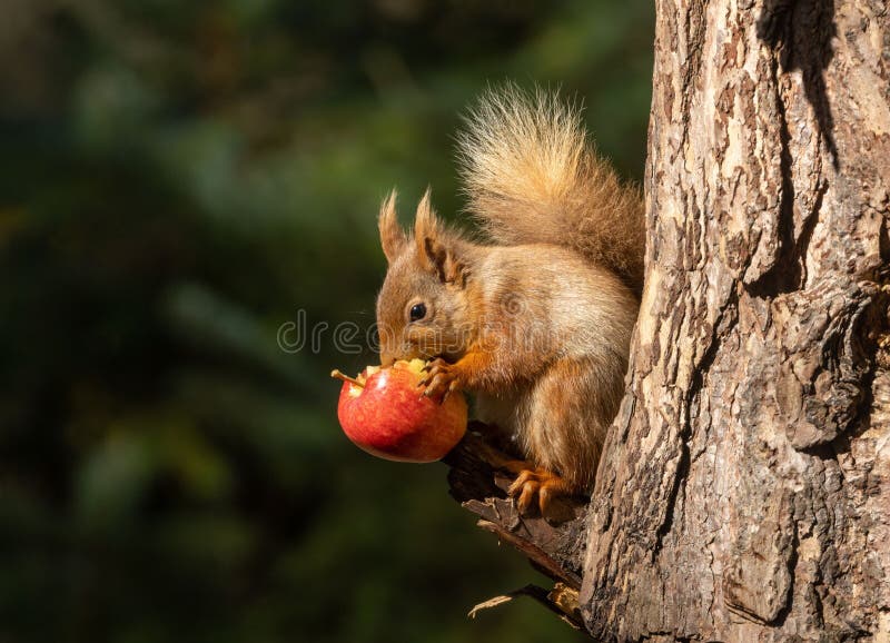 Scottish Red Squirrel Eating an Apple Stock Photo - Image of creature, furry: 282180050