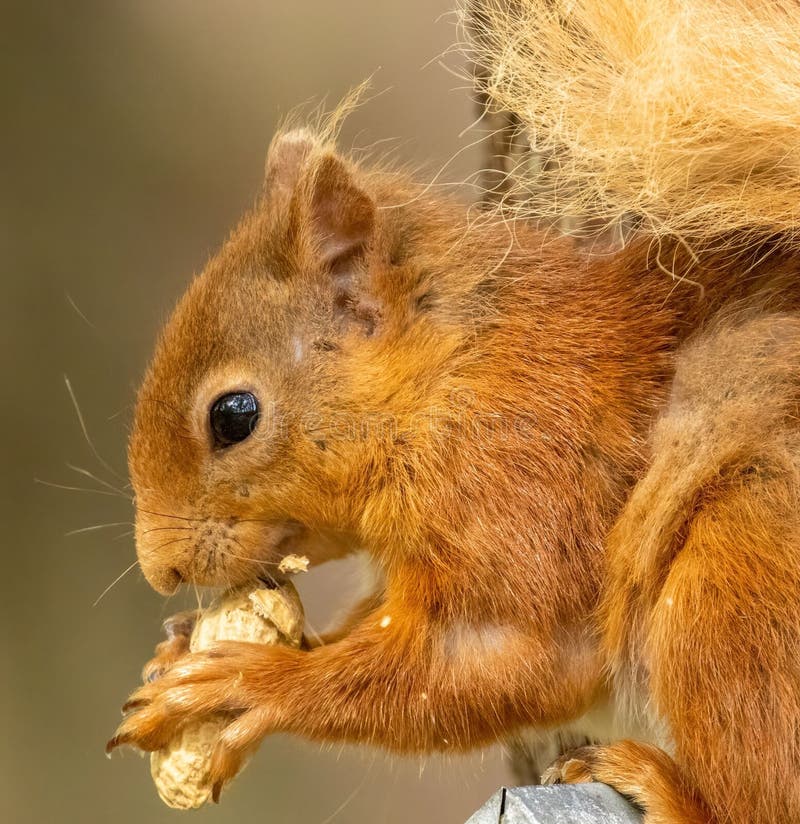 Scottish Red Squirrel Eating a Nut Stock Photo - Image of natural, cute ...
