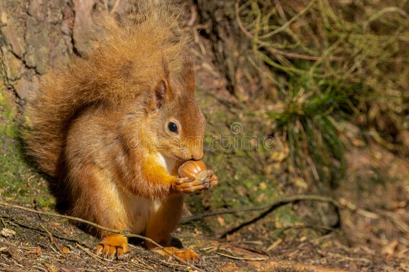 Scottish Red Squirrel Eating a Nut Stock Photo - Image of forest ...