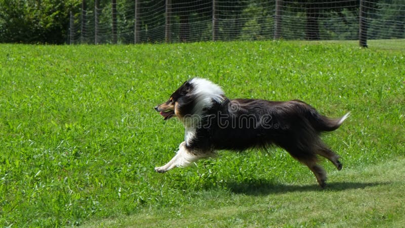 Scottish (or Scotch, Rough) Collie Stock Image - Image of scotch ...
