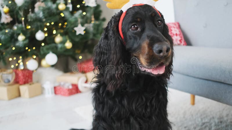 Scottish Setter Dog Wearing Rim at Home Stock Video - Video of event ...