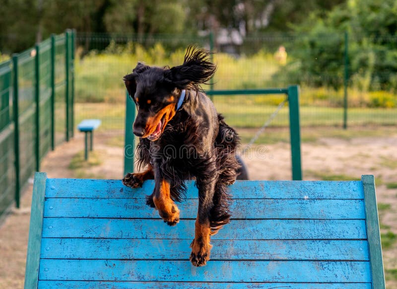 Scottish Setter on Obstacle Course Stock Image - Image of black ...