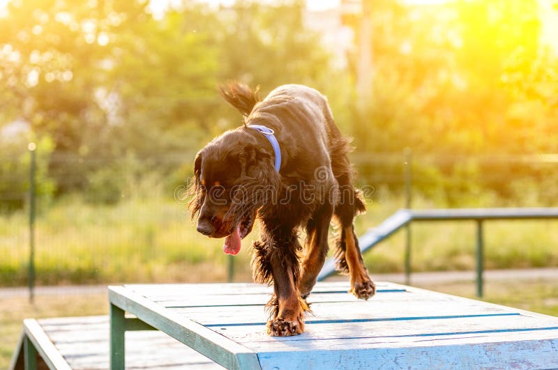 Scottish Setter Training on Obstacle Course Stock Image - Image of nice ...