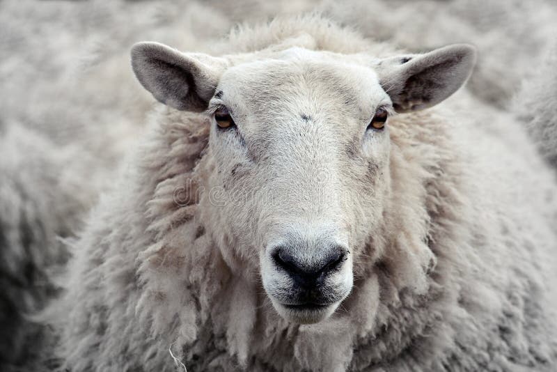 Scottish sheep stock photo. Image of animals, happy, nature - 34965898