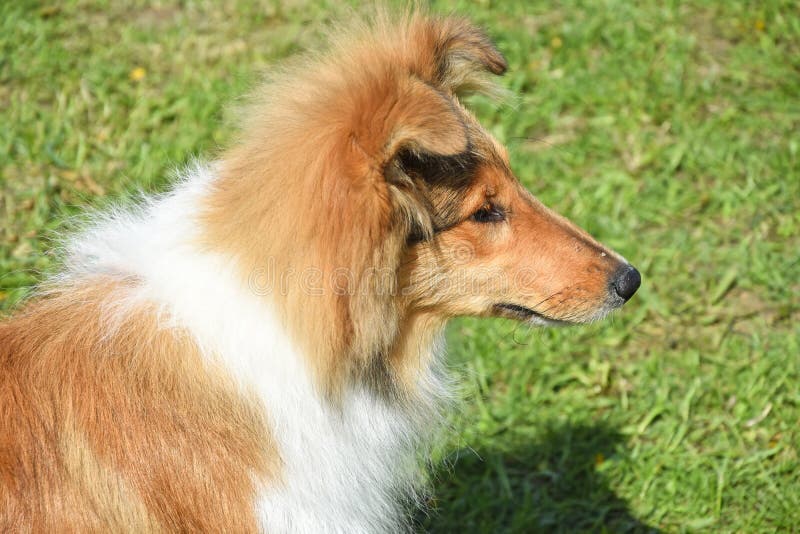 Scottish shepherd dog stock image. Image of shepherd - 114696285