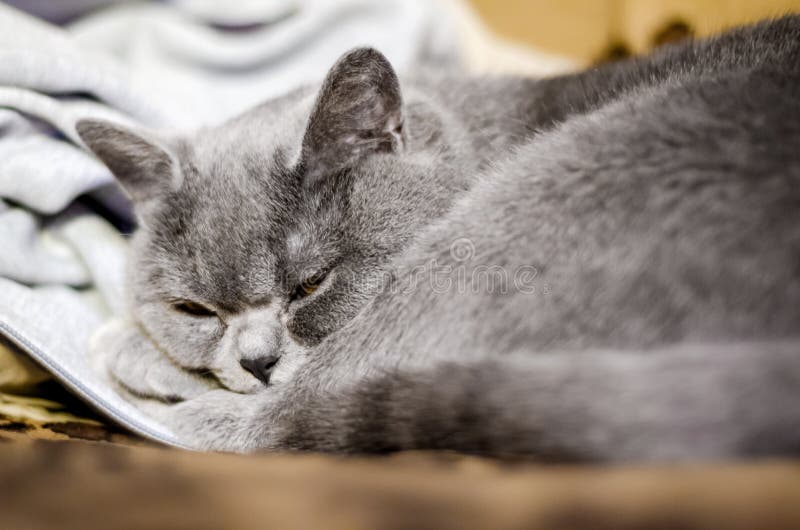 Scottish Short-haired Gray Cat Sleeping Coiled Stock Image - Image of ...