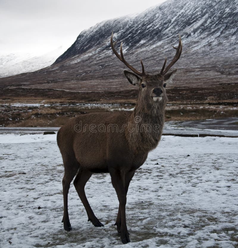 Scottish Stag in the snow stock image. Image of impressive - 17756085