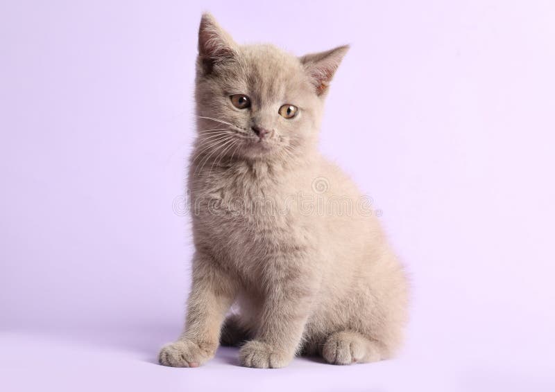 Scottish Straight Baby Cat on Pale Violet Background Stock Image ...