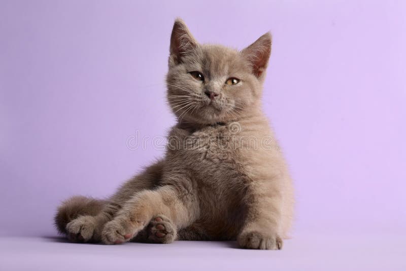 Scottish Straight Baby Cat on Pale Violet Background Stock Image ...