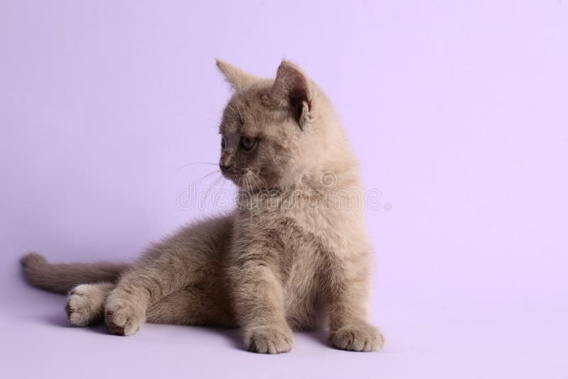 Scottish Straight Baby Cat on Pale Violet Background Stock Image ...